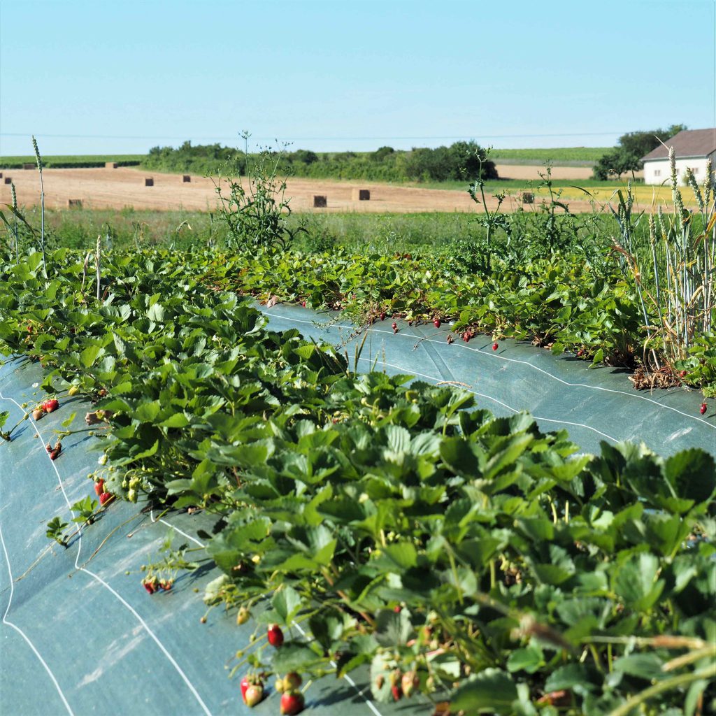 Fraises et Compagnie : les fruits rouges de Louise-Anaïs VIARD, dans la ...