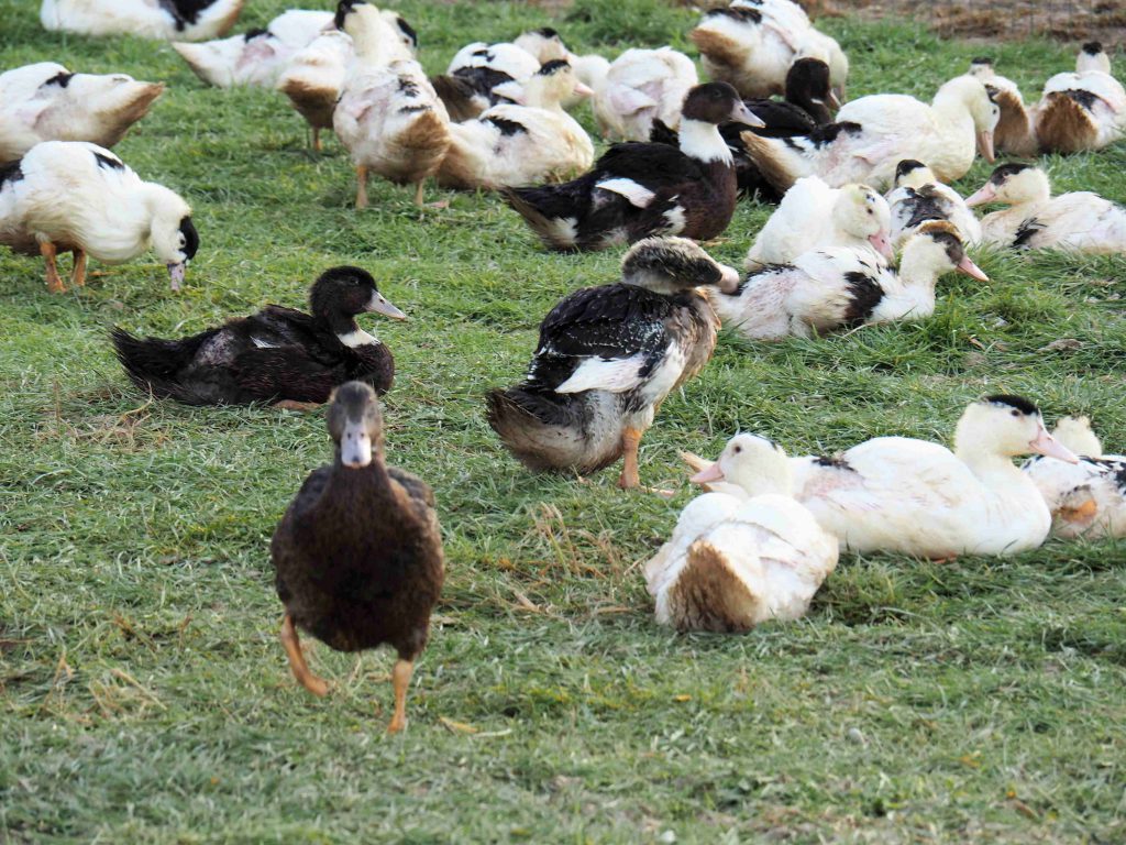 La Ferme de Tilloy à Tilloy-et-Bellay, dans la Marne